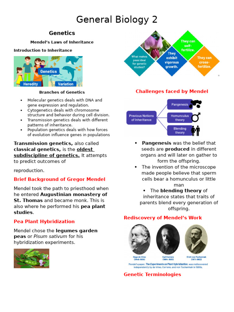 Genetics Mendels Law of Inheritance | PDF | Genetics | Dominance (Genetics)
