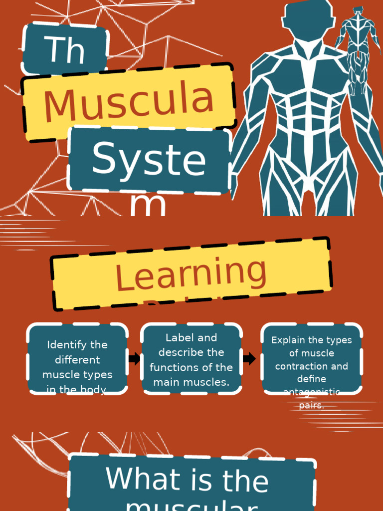 Muscular System Anatomy Presentation in A Blue Yellow Red Bold Style ...