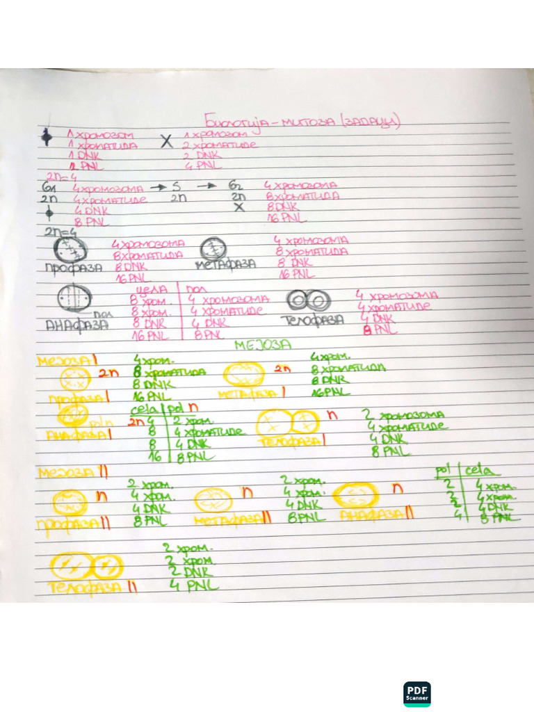 Biologija Zadaci Mejoza, Mitoza | PDF