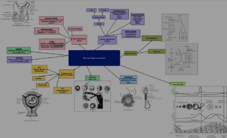 Reproduction Mind Map | PDF
