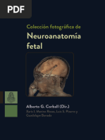 Irrigación Cerebral: Anatomía Detallada | PDF | Cerebelo | Cerebro