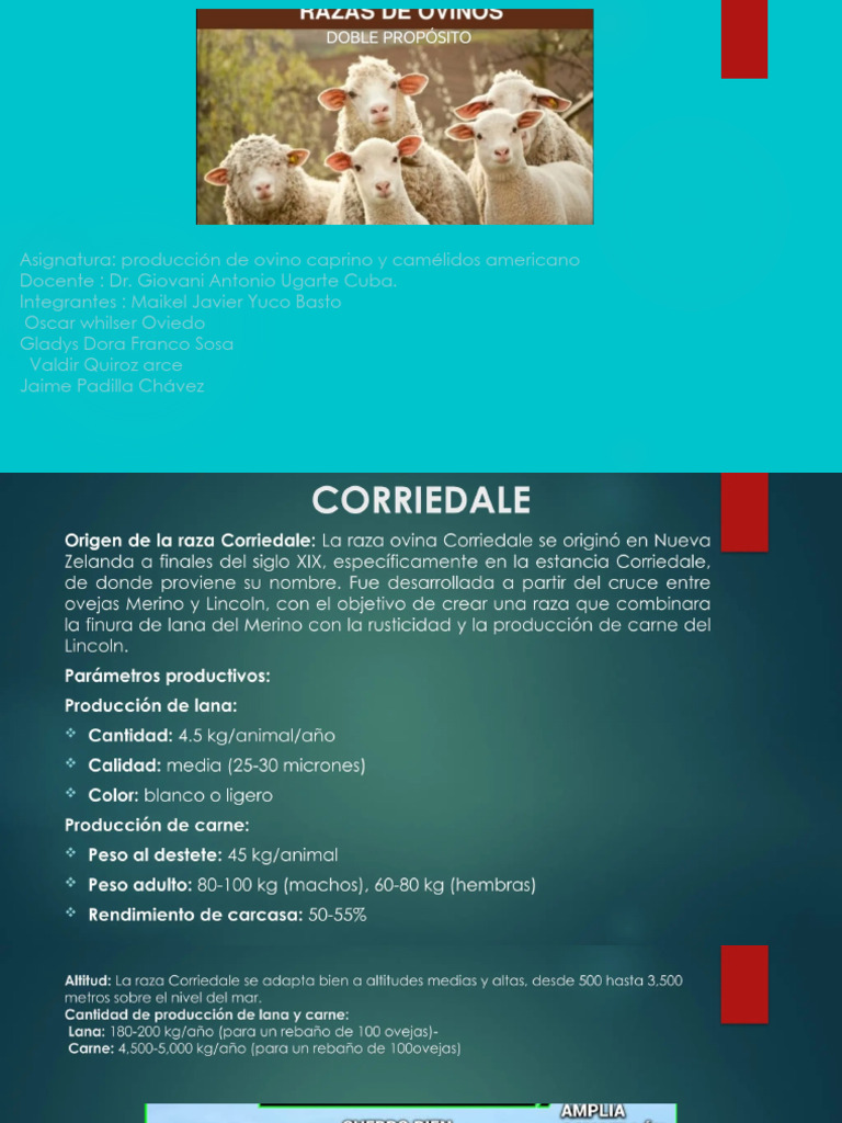 Razas de Ovinos: Merino, Suffolk y Dorper | PDF