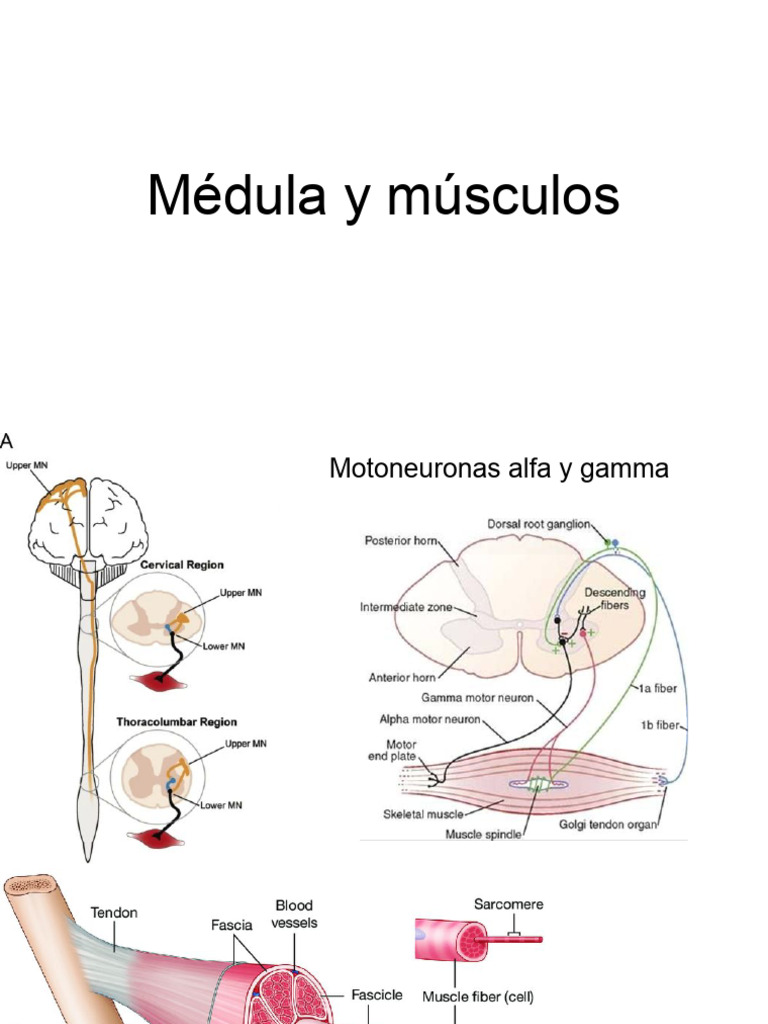 Músculos y Motoneuronas: Contracción y Reflejos | PDF