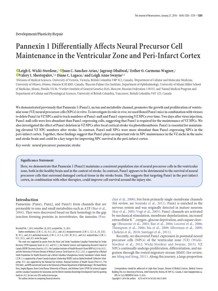 Pannexin 1 Differentially Affects Neural Precursor Cell Maintenance in ...