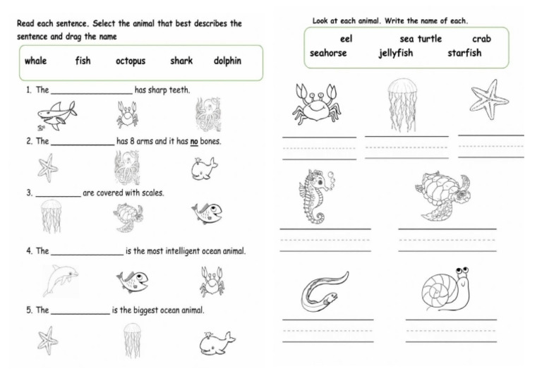 Ocean worksheets | PDF