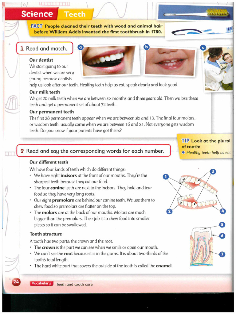 5º Libro English KID'S BOX PB Science Teeth | PDF