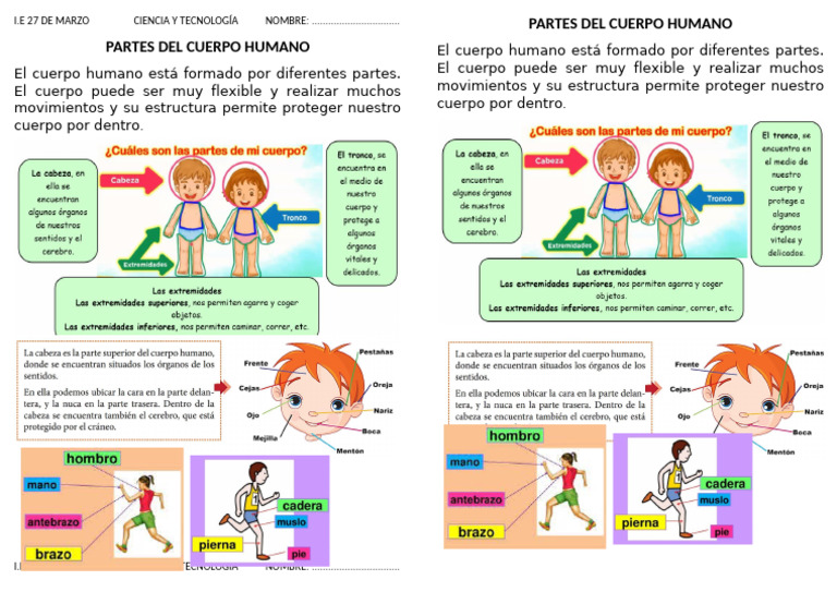 Partes del Cuerpo Humano: Estructura y Función | PDF