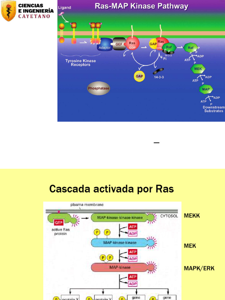Clase 7-Cascada Ras-MAPK | PDF | Nucleo celular | Quinasa