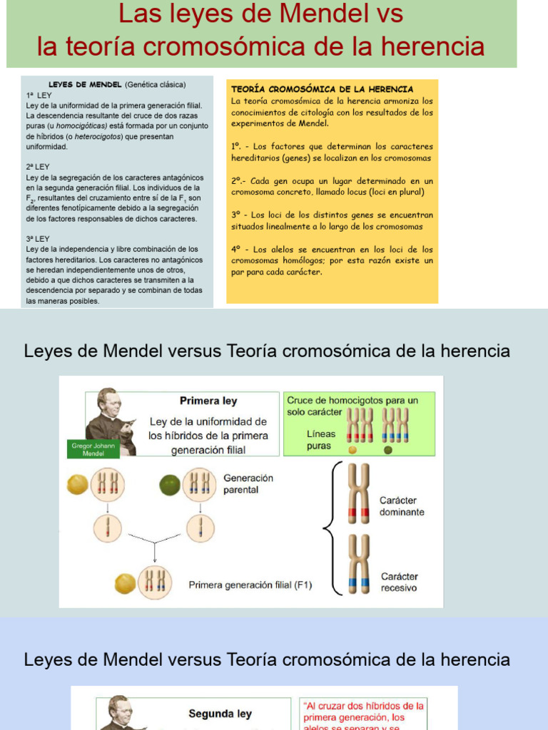 U11 E Leyes Mendel Vs TH Crs de La Herencia Morgan | PDF