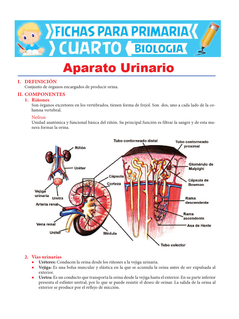 Aparato Urinario Para Cuarto de Primaria | PDF | Sistema urinario | Riñón