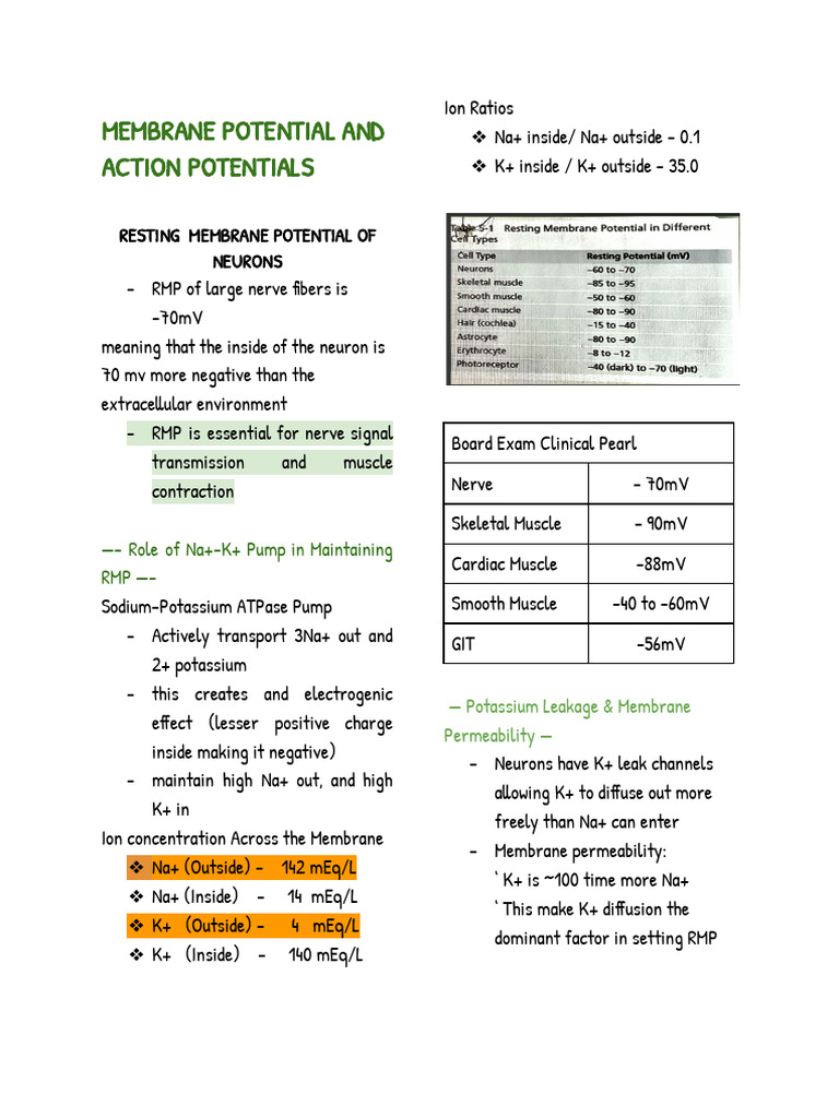 Membrane Potential and Action Potentials | PDF | Action Potential | Depolarization