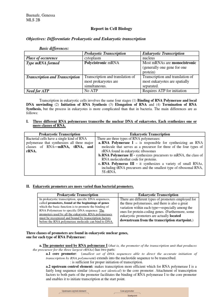 Report in Cell BiologyII | PDF | Rna | Messenger Rna