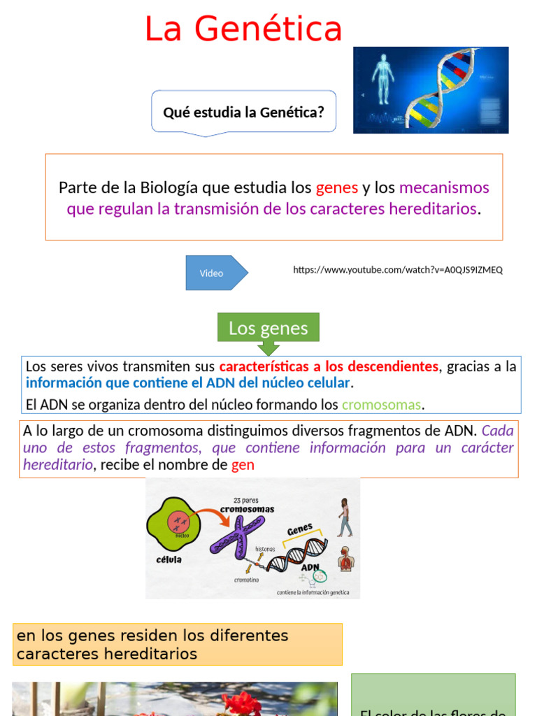 Dibujo de Cromosomas y Genes | PDF | Dominancia (Genética) | Alelo