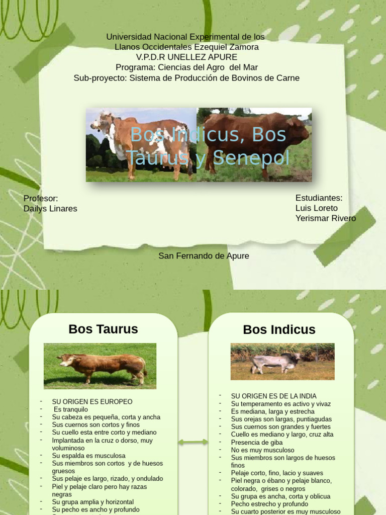 Comparativa de Bos Indicus y Bos Taurus | PDF | Vacas