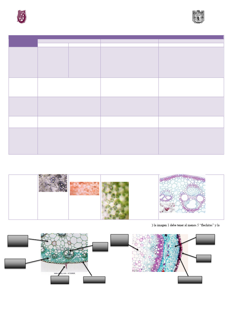 Tarea Tejidos Simples | PDF | Tallo de la planta | Raíz