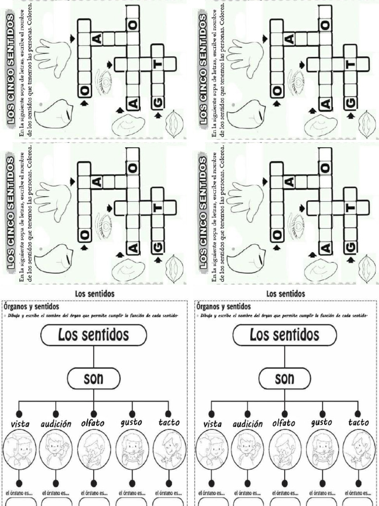 Partes Del Cuerpo y Los Sentidos | PDF