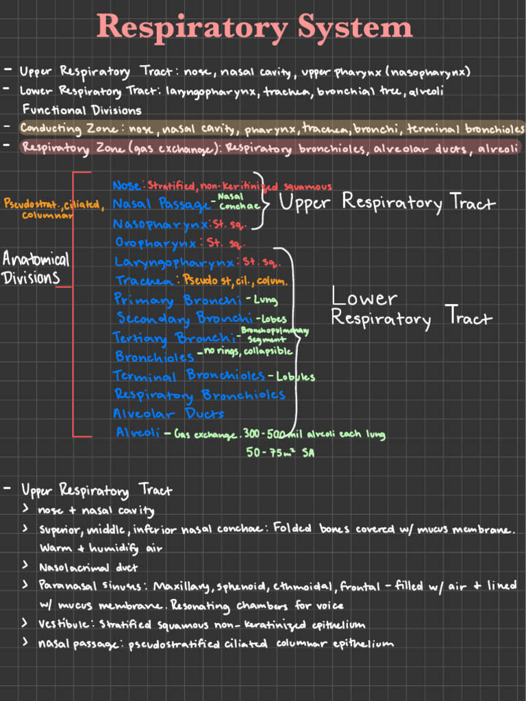 Chapter 6 - Respiratory System | PDF | Respiratory Tract | Human Nose