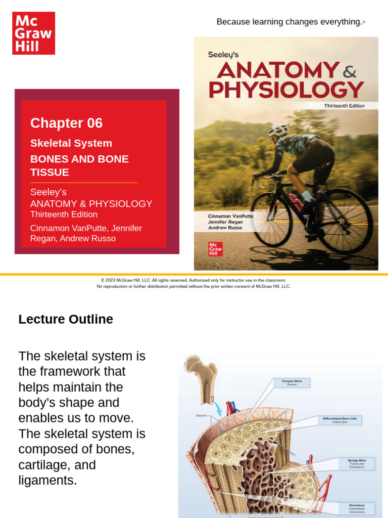 VanPutte - AP - 13e - Chap06 - Skeletal System - A - PPT - Accessible | PDF | Bone | Osteoblast