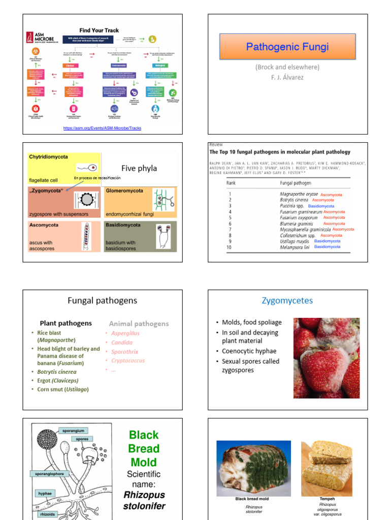 Class 17 Plant Fungal Pathogens | PDF | Fungus | Organisms