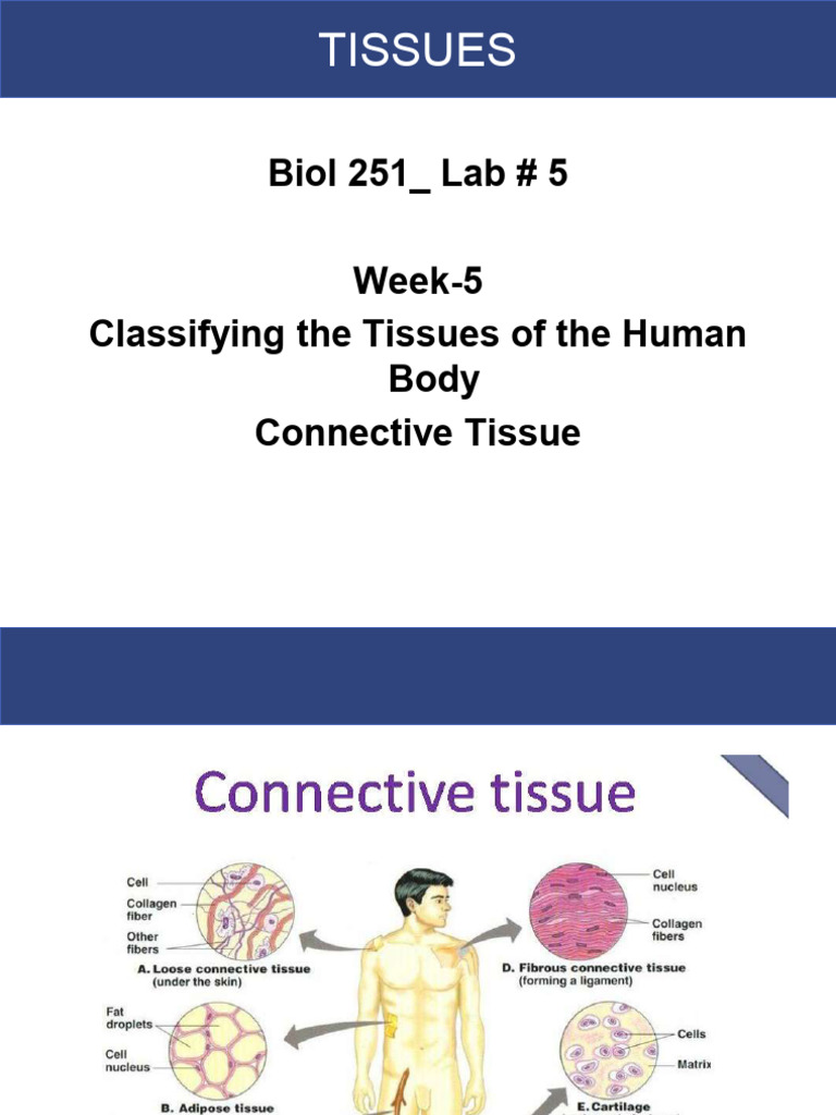 Biol251 - Lab 5 - Tissues - Connective | PDF | Connective Tissue ...