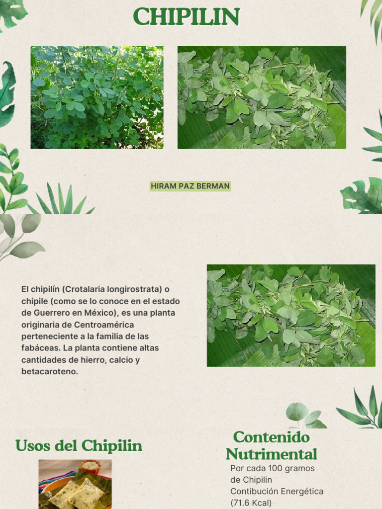 Beneficios Nutricionales del Chipilín | PDF | Panes | Proteínas