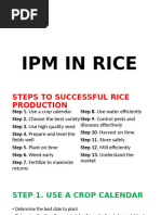Rice Morphology and Growth Stages Guide | PDF | Rice | Seedling