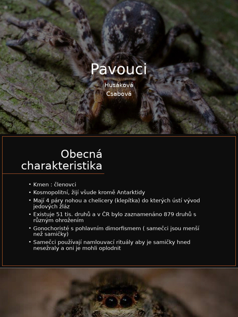 Pavouci | PDF
