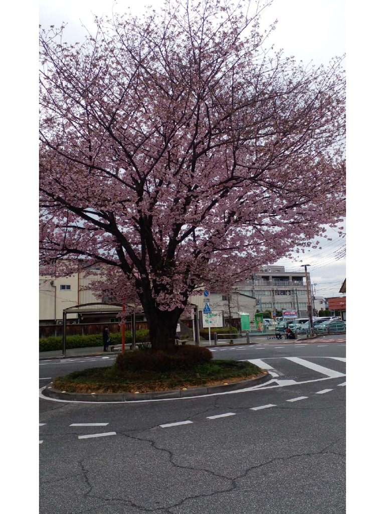 sakura iruma eki | PDF