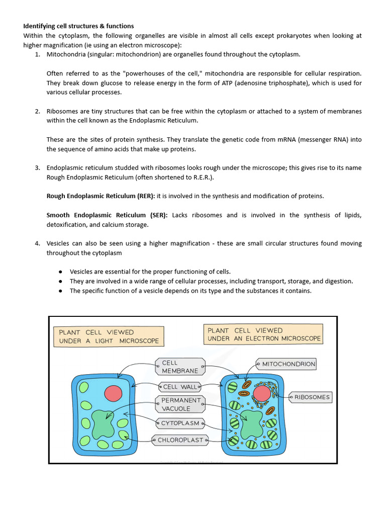 Cell Structures and Their Functions | PDF | Endoplasmic Reticulum | Mitochondrion