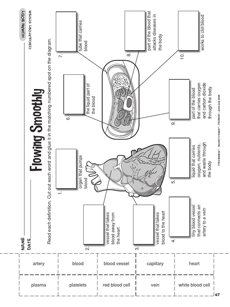 Science Worksheet circulatory system | PDF | Blood | Blood Vessel