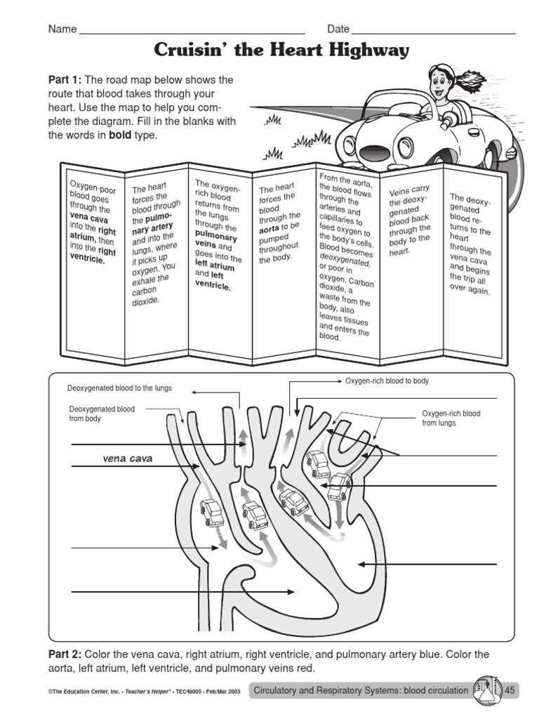 Science Worksheet Circulatory System | PDF | Circulatory System ...