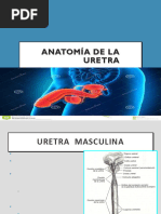 Anatomía y porciones de la uretra masculina | PDF