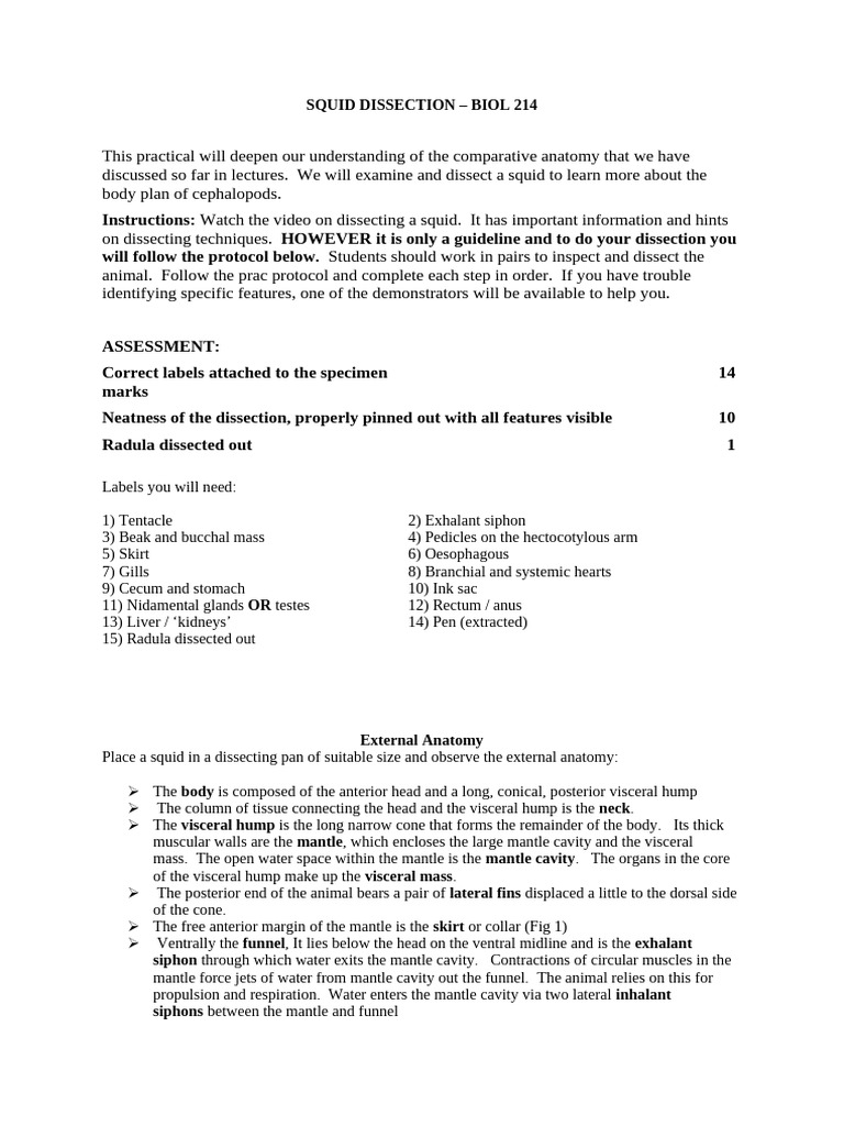 Squid Dissection Protocol | PDF | Mollusca | Anatomical Terms Of Location