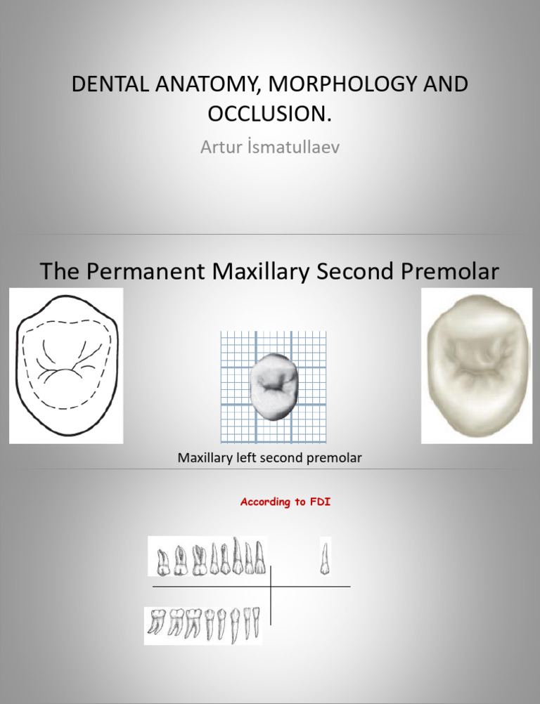 8.Maxillary 2nd premolar | PDF