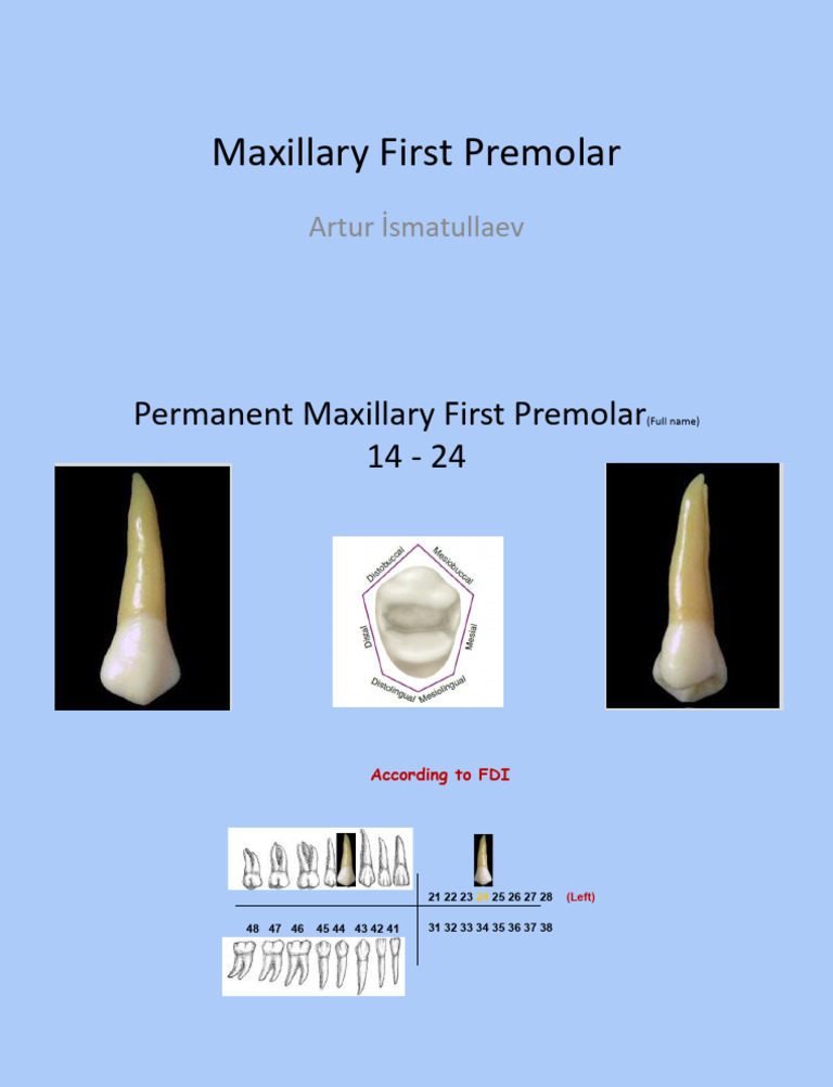 7 - Maxillary First Premolar | PDF | Dental Anatomy | Dentistry Branches