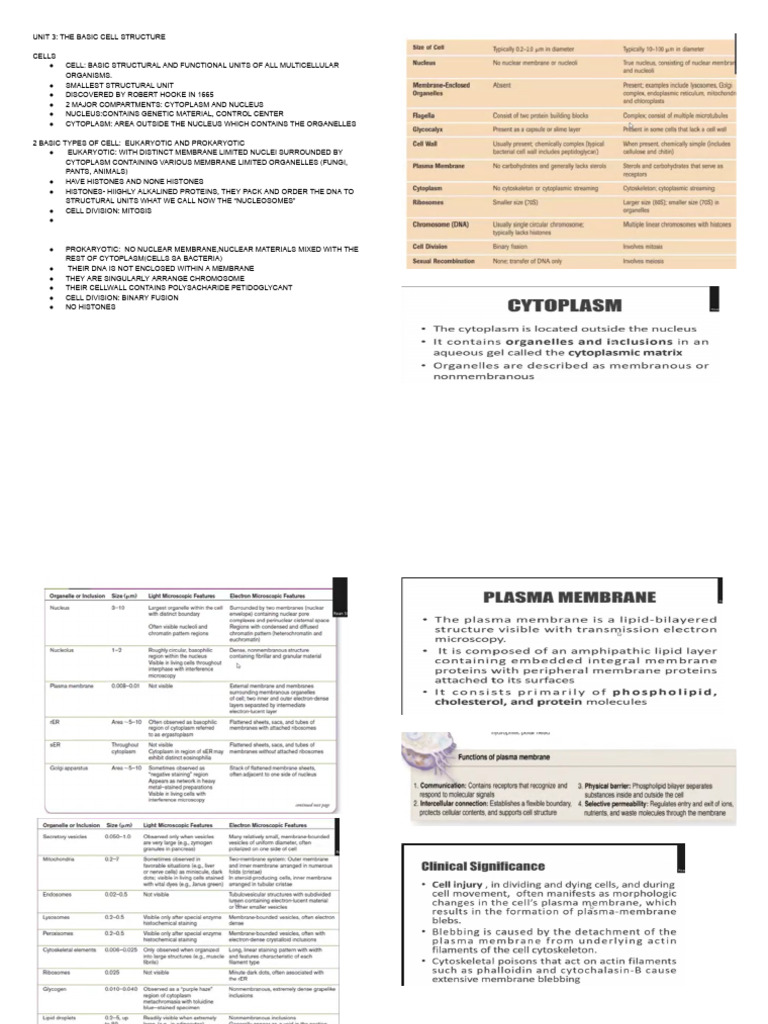 UNIT 3_ THE BASIC CELL STRUCTURE | PDF | Cell (Biology) | Lysosome