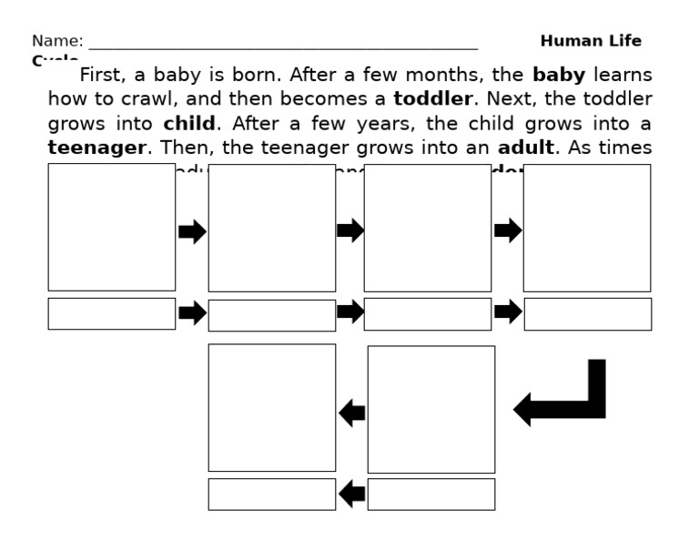 Human Life Cycle Activity | PDF