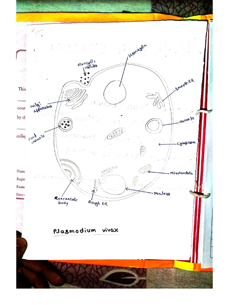 Zoology Practical 5thsem | PDF