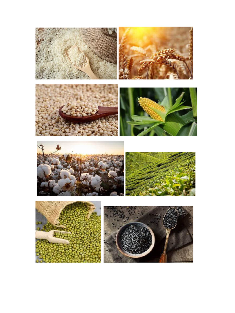 Major Crops | PDF