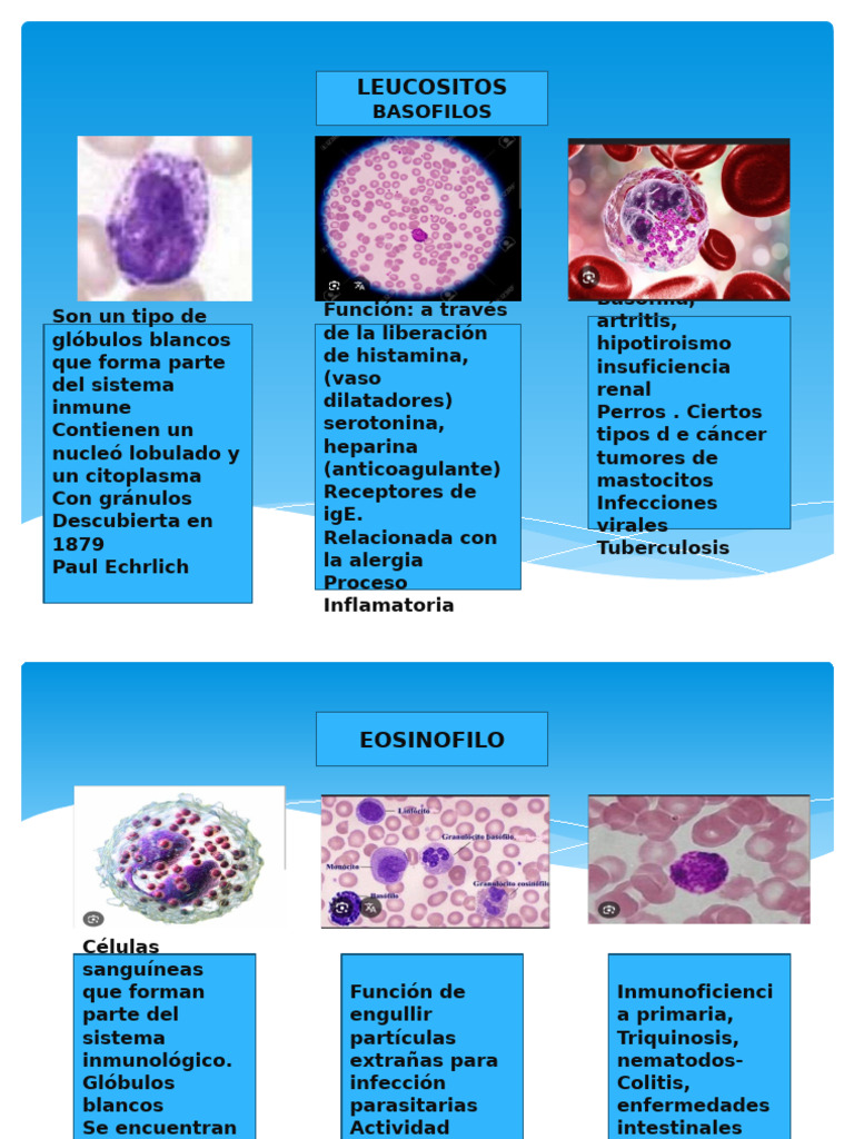 Basófilos y eosinófilos en histología | PDF