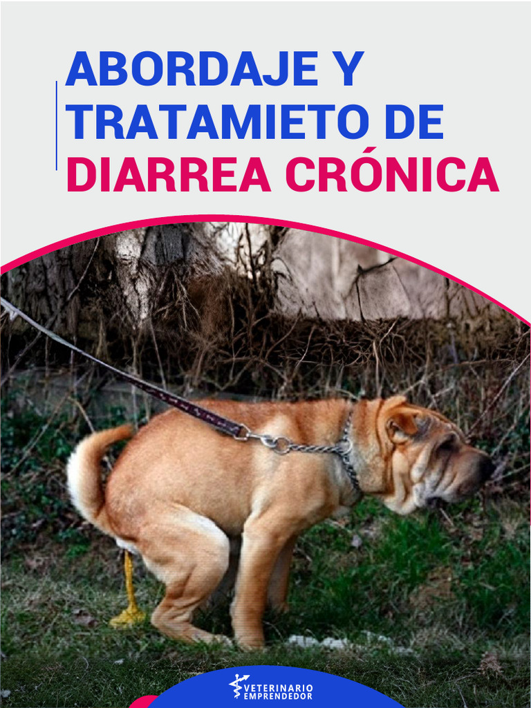 Tratamiento de Diarrea Crónica en Mascotas | PDF | Diarrea ...