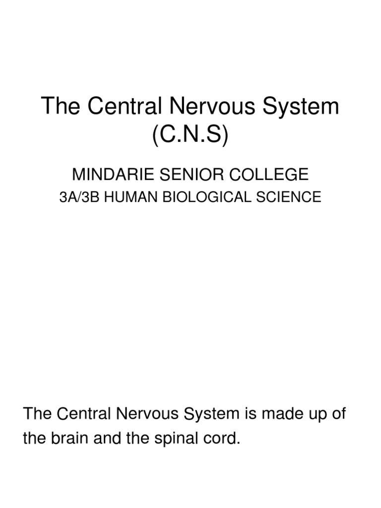 The Central Nervous System (C.N.S) : Mindarie Senior College | PDF ...