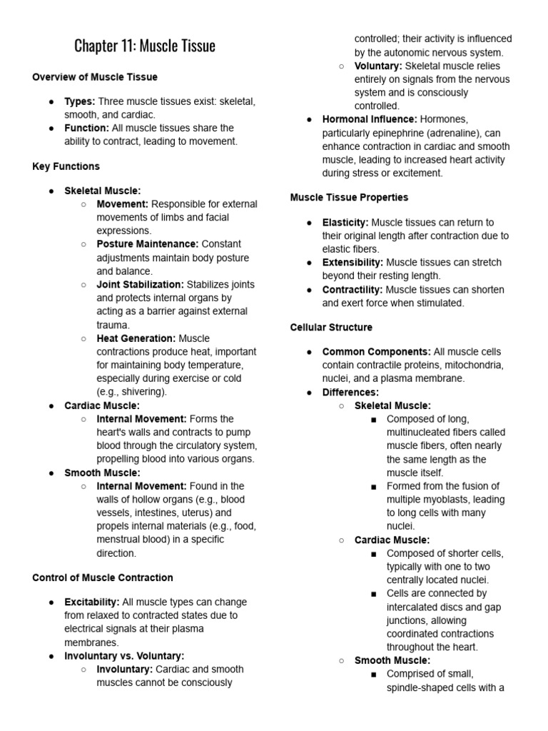 Chapter 11 - Muscle Tissue 1 | PDF | Muscle Contraction | Neuromuscular ...