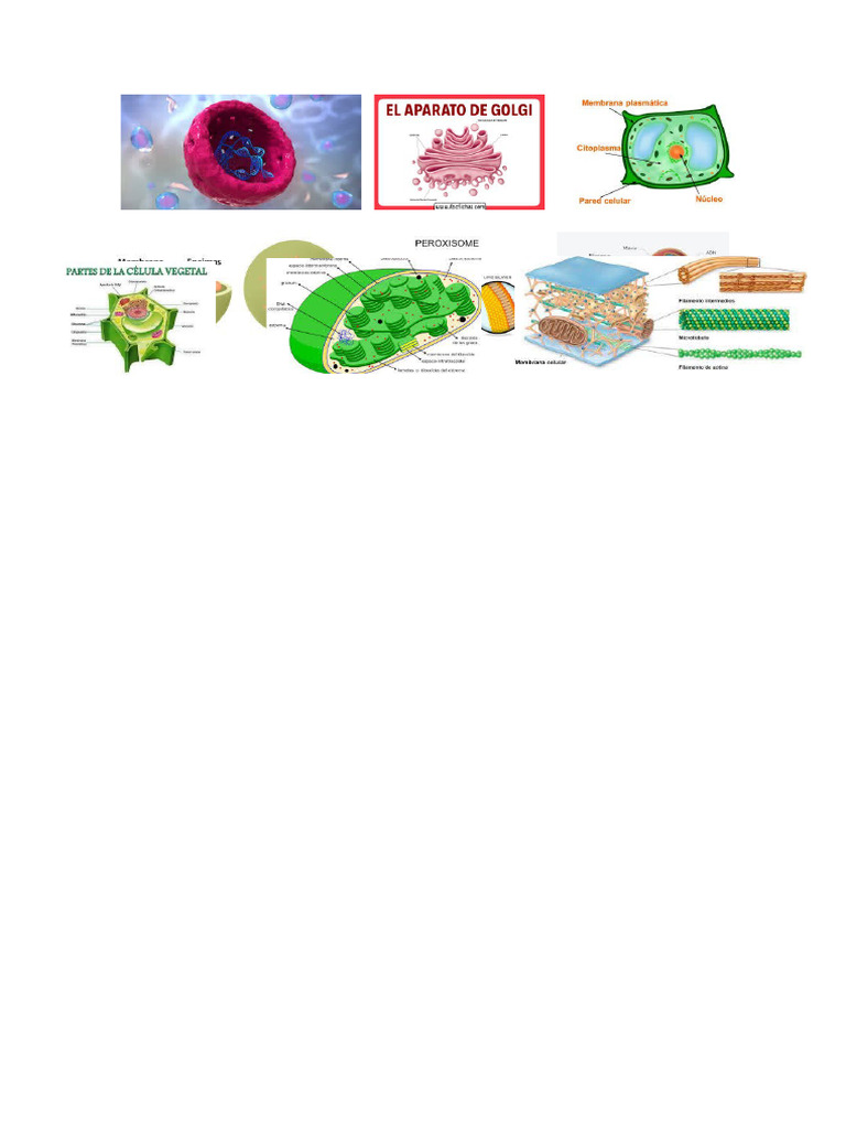 Nucleolo | PDF
