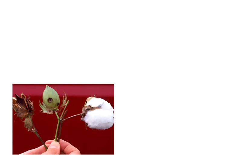 BT COTTON PRINT Single | PDF