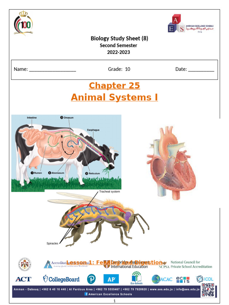 Biology Study Sheet For Chapter 25 | PDF | Heart | Atrium (Heart)
