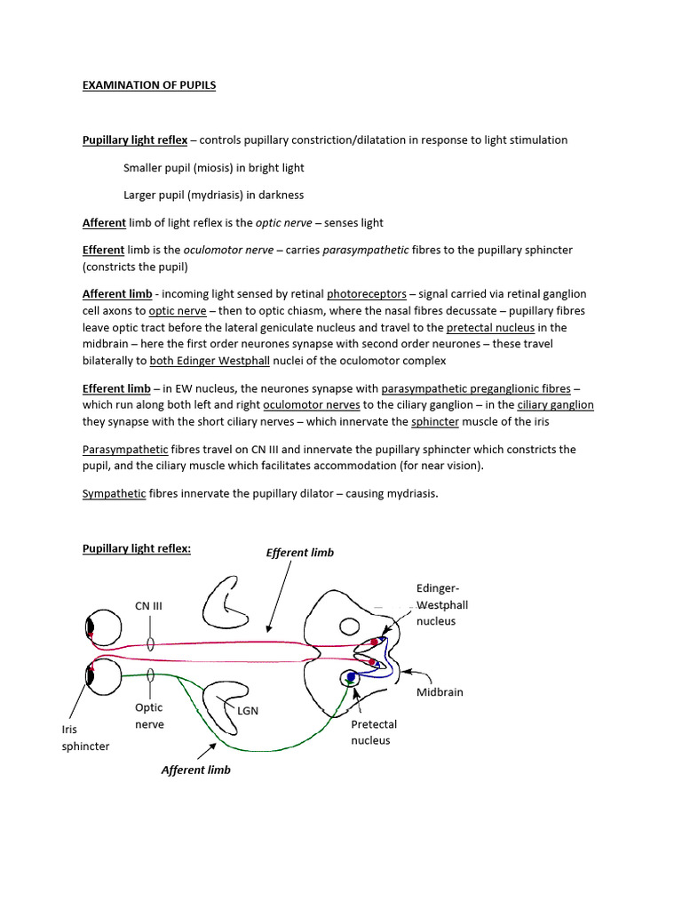 Examination of Pupils | PDF | Nervous System | Human Eye
