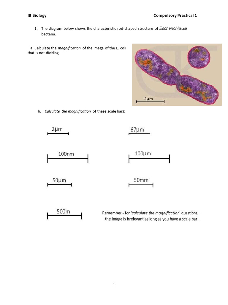 Practical 1 - Magnification - Calculations - Worksheet | PDF