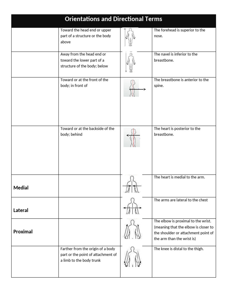 Orientation Terms-Blank | PDF | Anatomical Terms Of Location | Arm