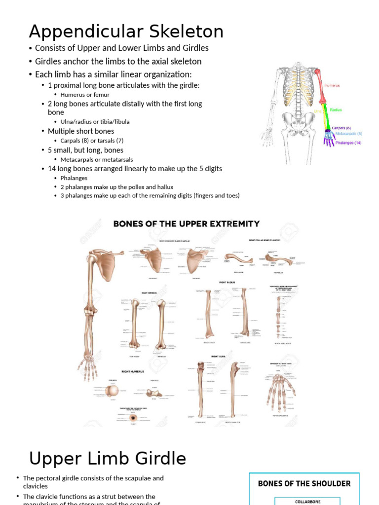 Yuja Video- Upper Appendicular Skeleton | PDF | Hand | Thumb